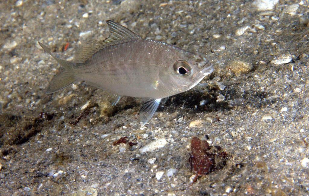 Silver Jenny (A Guide To North Carolina's Marine Life.) · iNaturalist