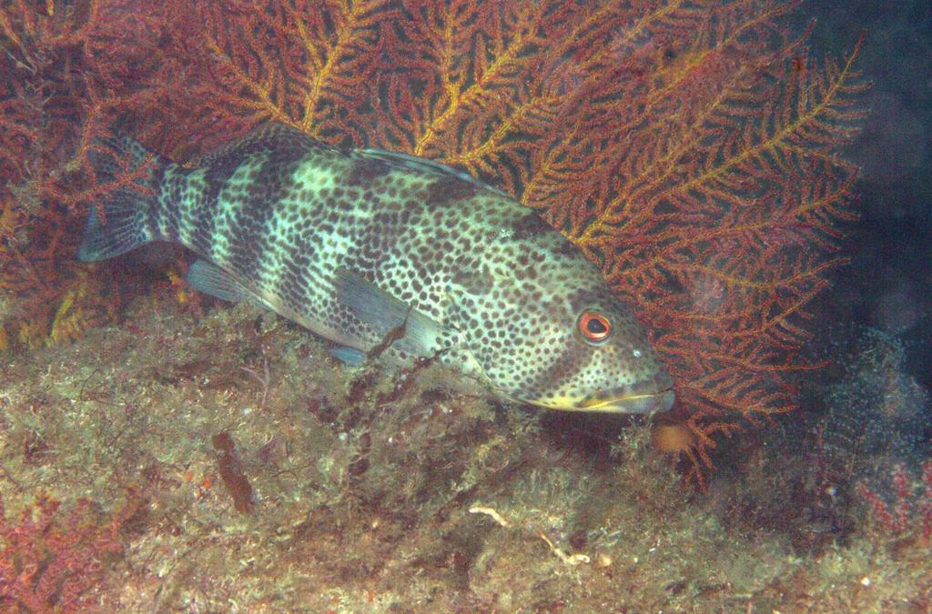 Spotted Sand Bass (Marine Fishes of the Gulf of California ) · iNaturalist