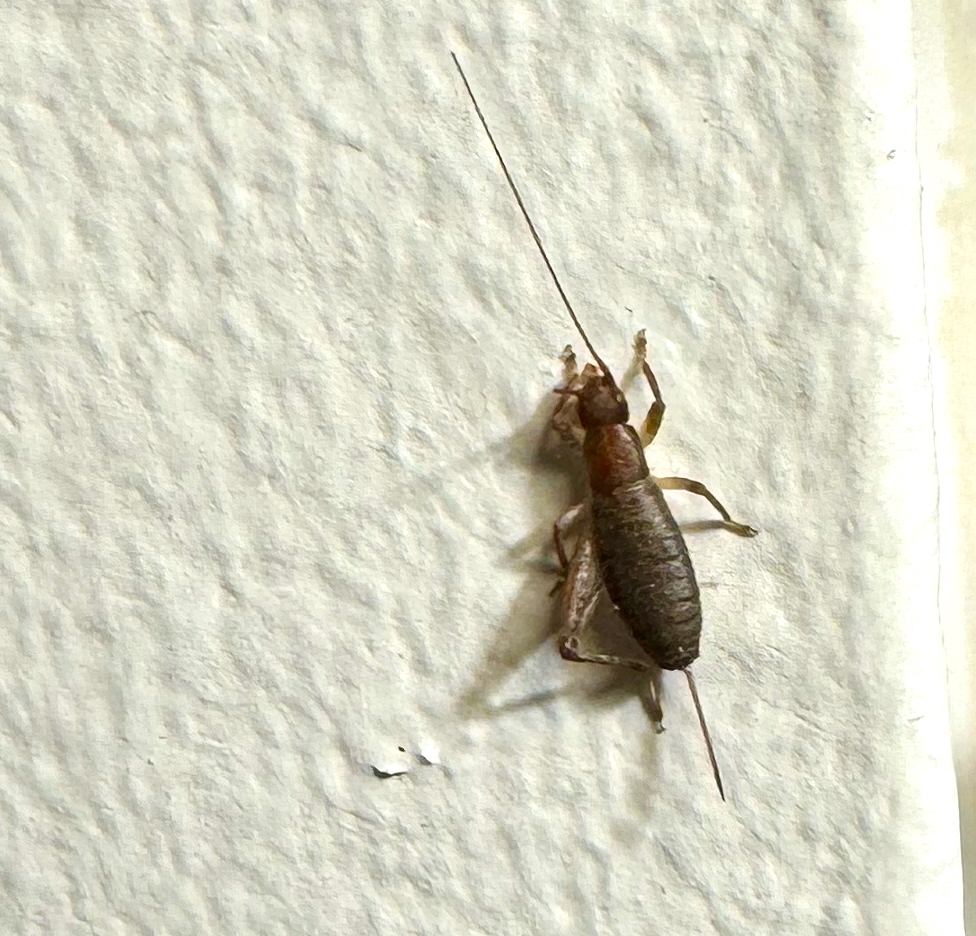 Forest Scaly Cricket from Athens, GA, USA on November 9, 2025 at 08:11 ...