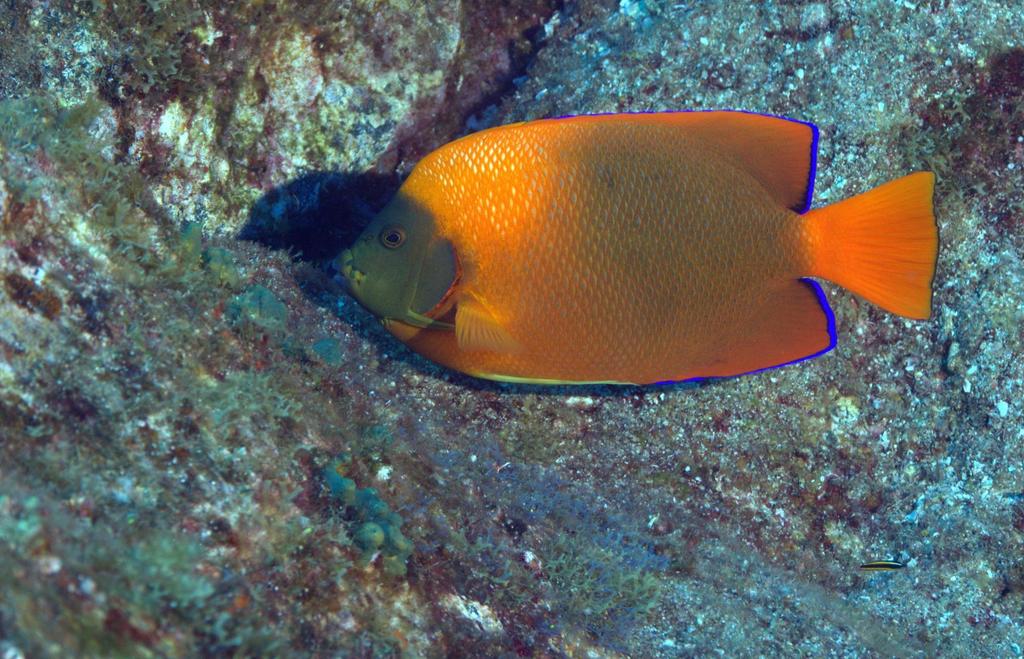 Clarión Angelfish (Holacanthus clarionensis) - Marine Life Identification