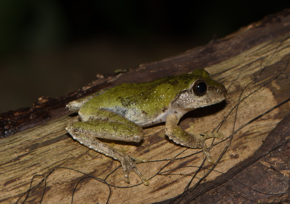 Wang's Tree Frog from 台灣屏東縣高士佛山步道 on December 26, 2019 at 10:34 PM by ...