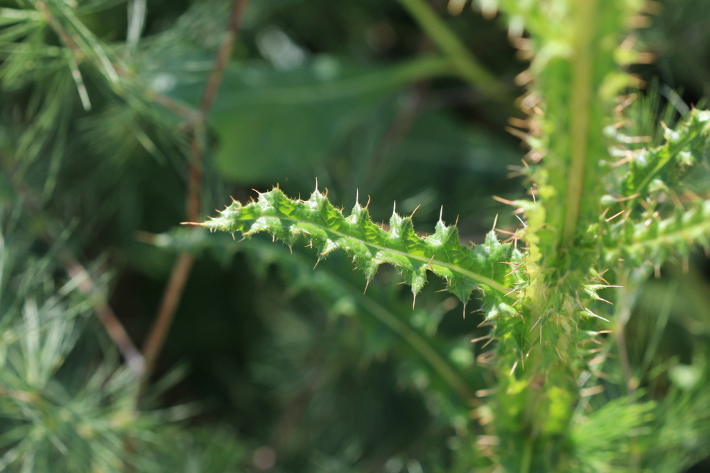 Rasp African Thistle (Berkheya radula) - Botanical Realm