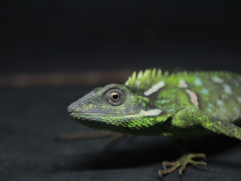 Great Crested Canopy Lizard from CPRG+4G5 Taman Gedung Pascasarjana IPB ...