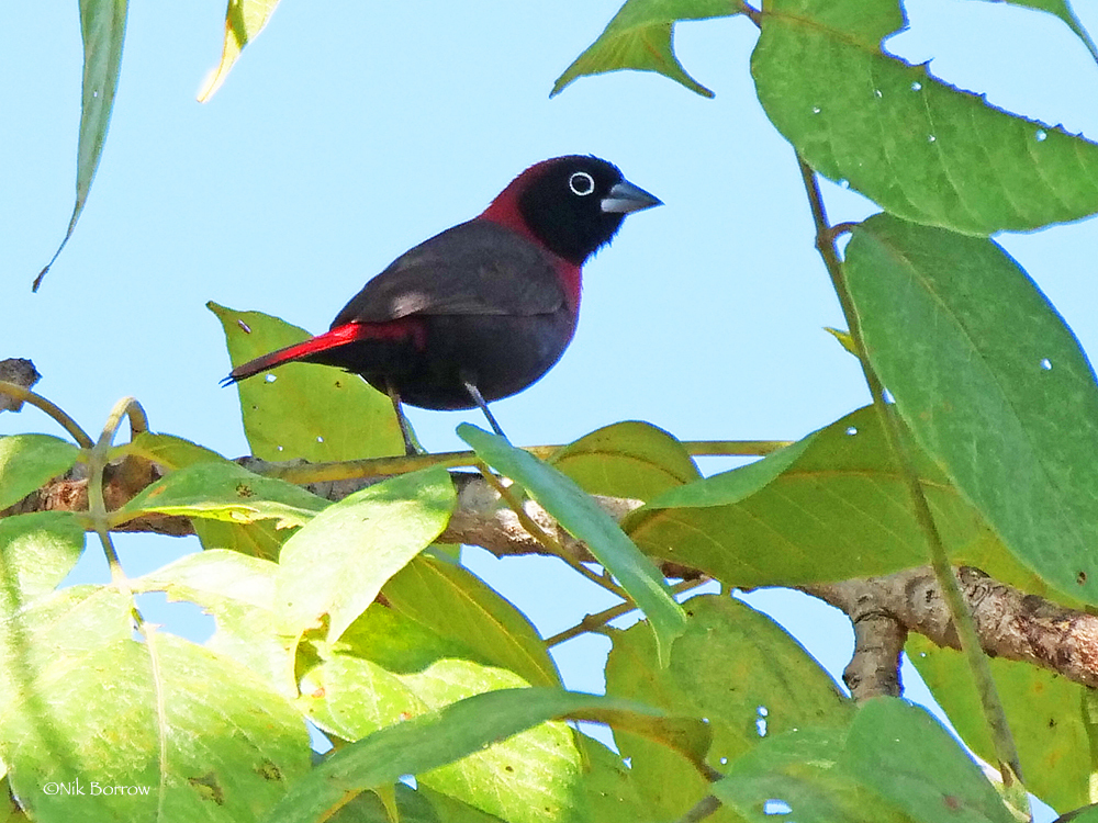 Black-faced Firefinch (Lagonosticta larvata) - Avian Discovery