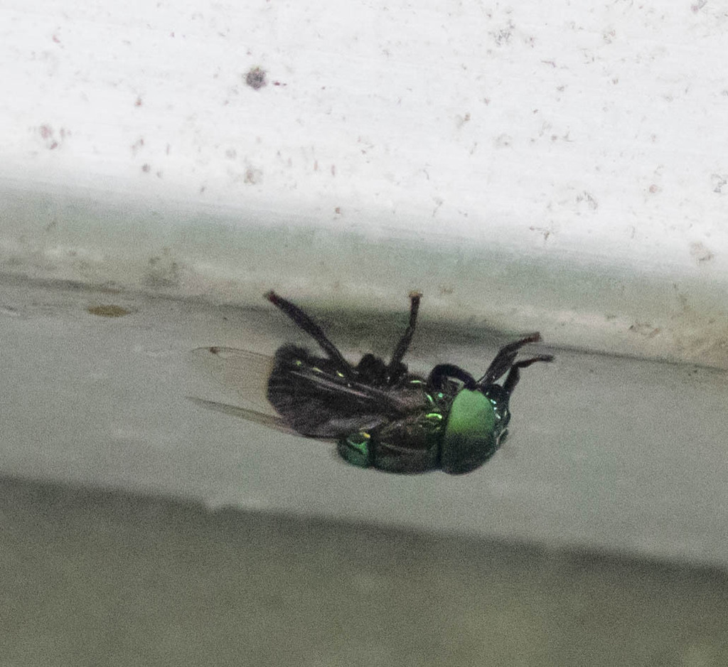 Green Jewel Fly from La Gloria, Bocas del Toro Province, Panama on ...