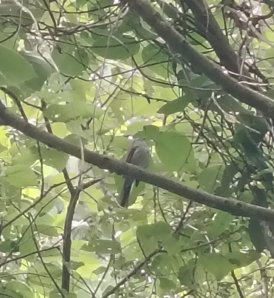 Brown-backed Solitaire from San Lucas Sacatepéquez, Guatemala on ...