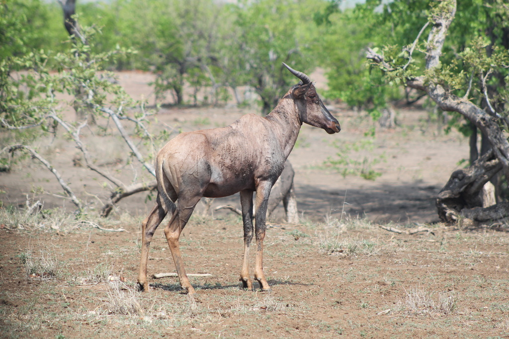 Common Tsessebe in November 2018 by michaels90 · iNaturalist