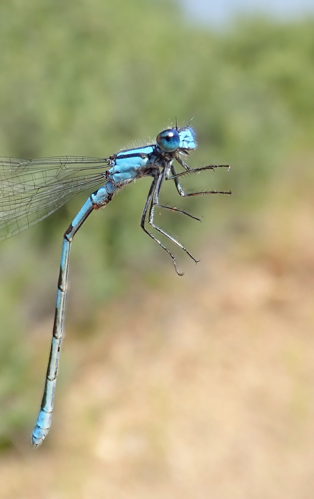 Hagen's Bluet from Mékinac, QC, Canada on August 5, 2019 at 11:37 AM by ...
