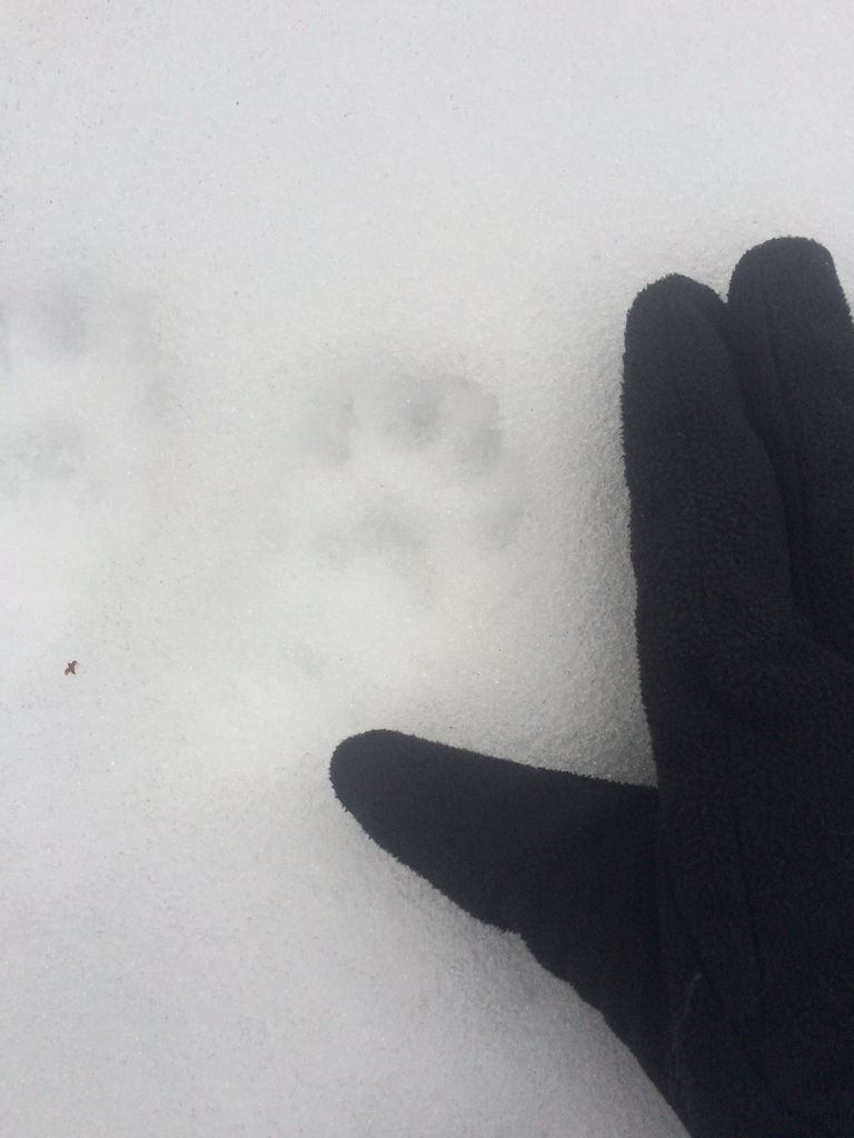 Coyote from N Main St, Montgomery Center, VT, US on January 4, 2020 at ...