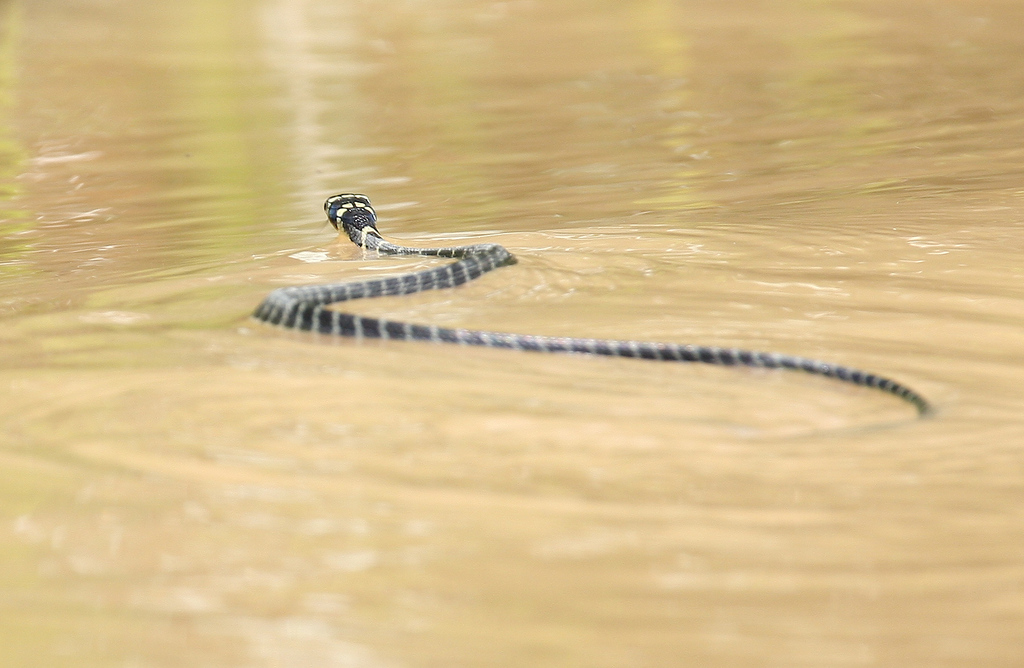 Sunda King Cobra from Kinabatangan, Sabah, Malaisie on July 4, 2008 at ...