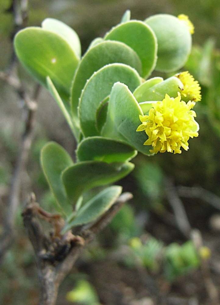 Beach Springbokbush from Paradise Coast zone 5, Mossel Bay, 6510, South ...