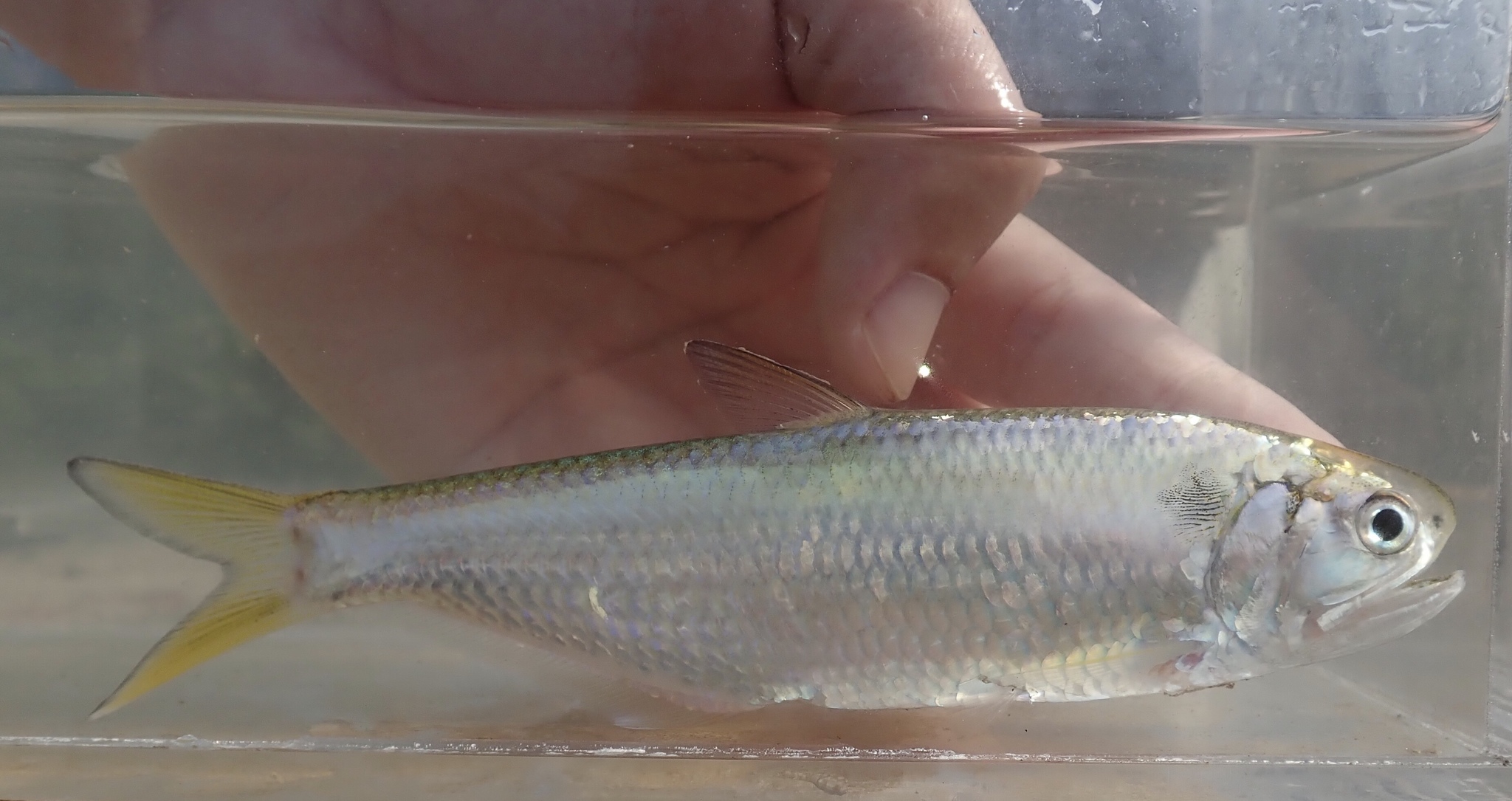 Thryssa hamiltonii Gray, 1835