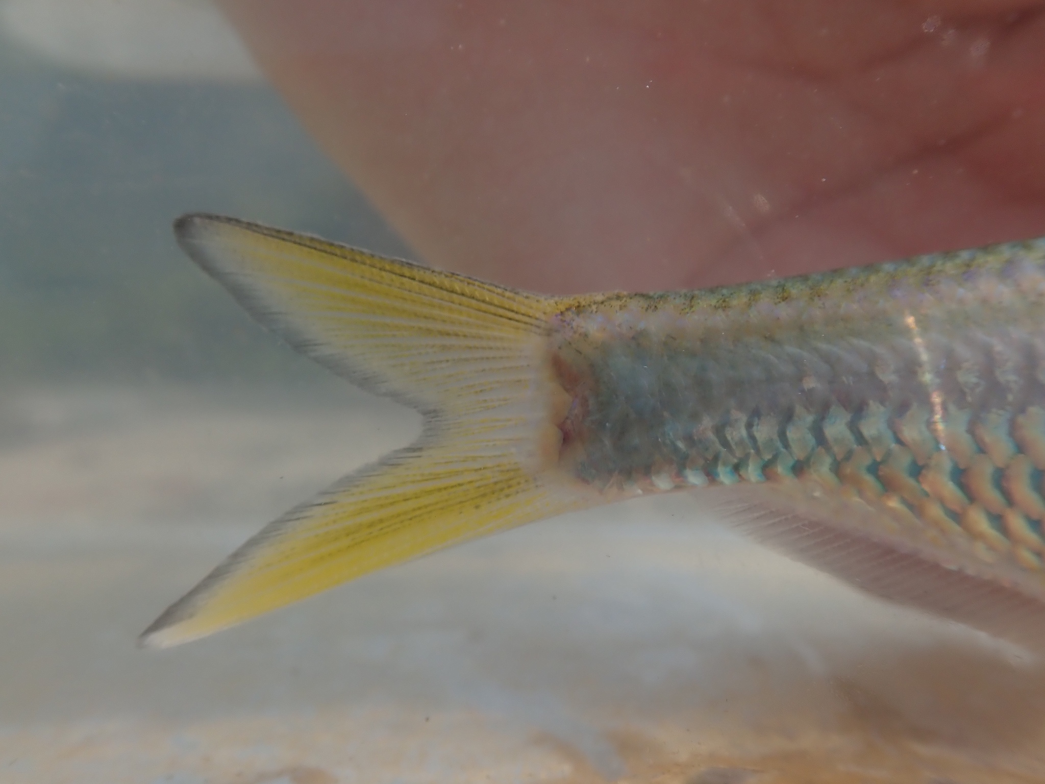 Thryssa hamiltonii Gray, 1835