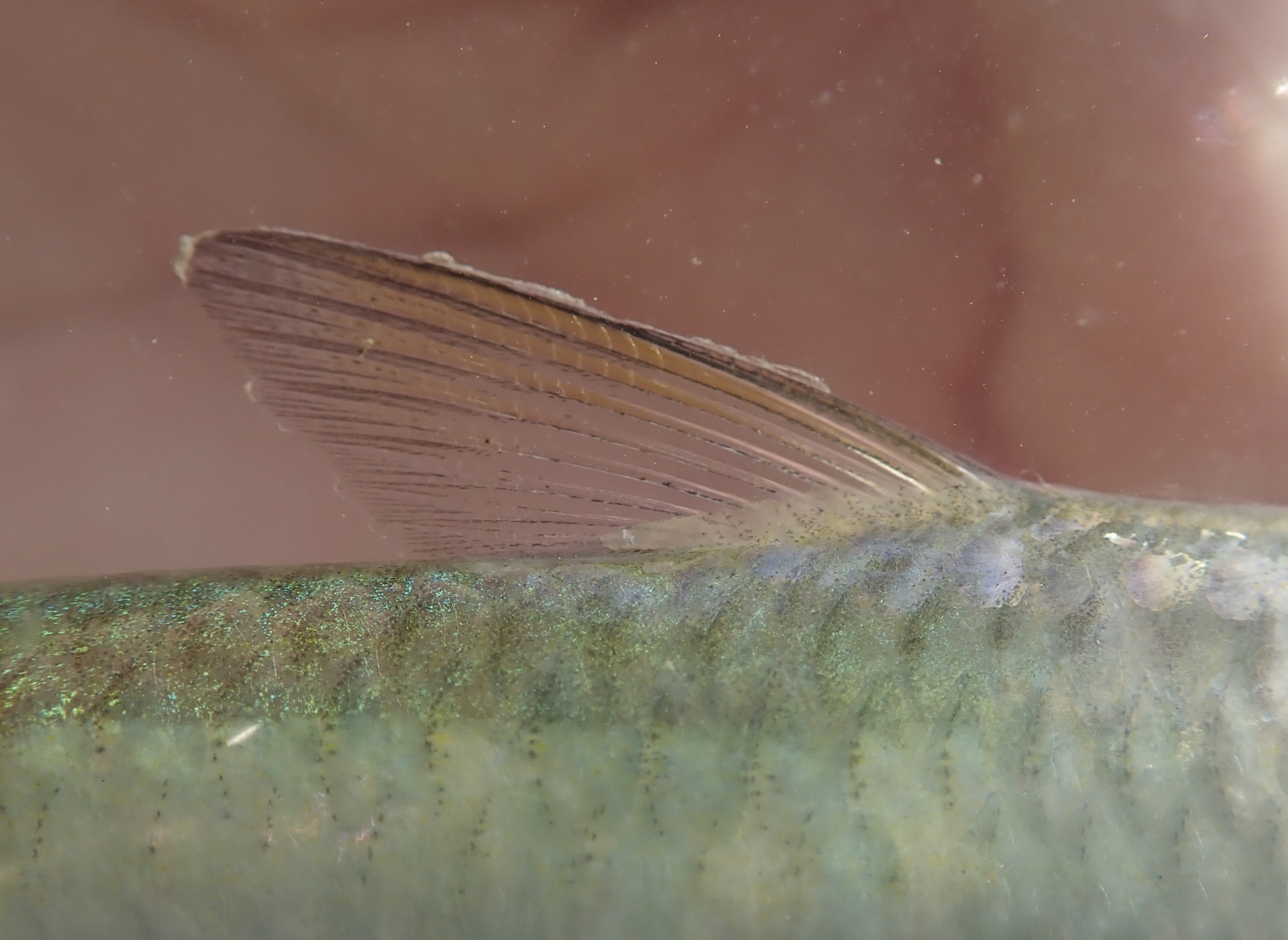 Thryssa hamiltonii Gray, 1835