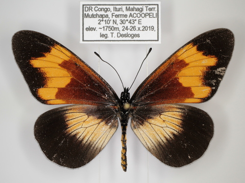 Acraea toruna · iNaturalist United Kingdom