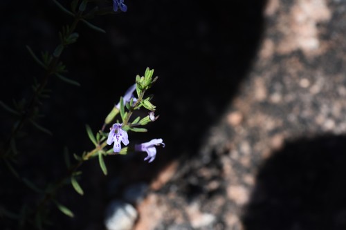 Hedeoma multiflora · iNaturalist