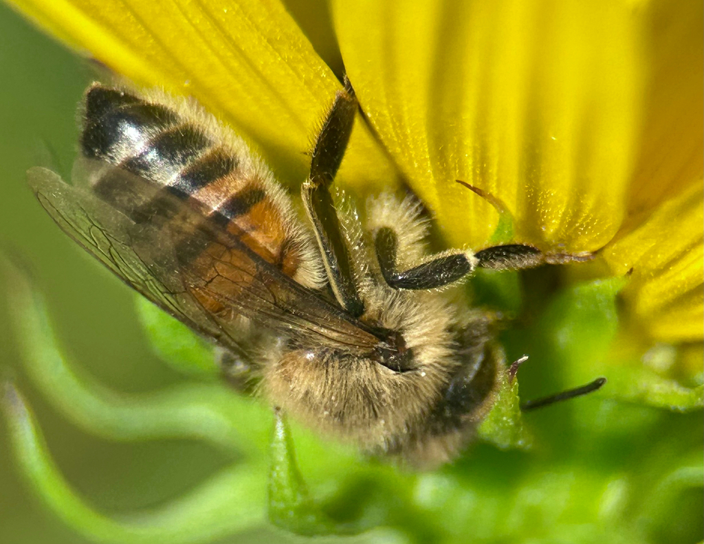 Western Honey Bee from Miami, FL, US on November 11, 2025 at 10:02 AM ...