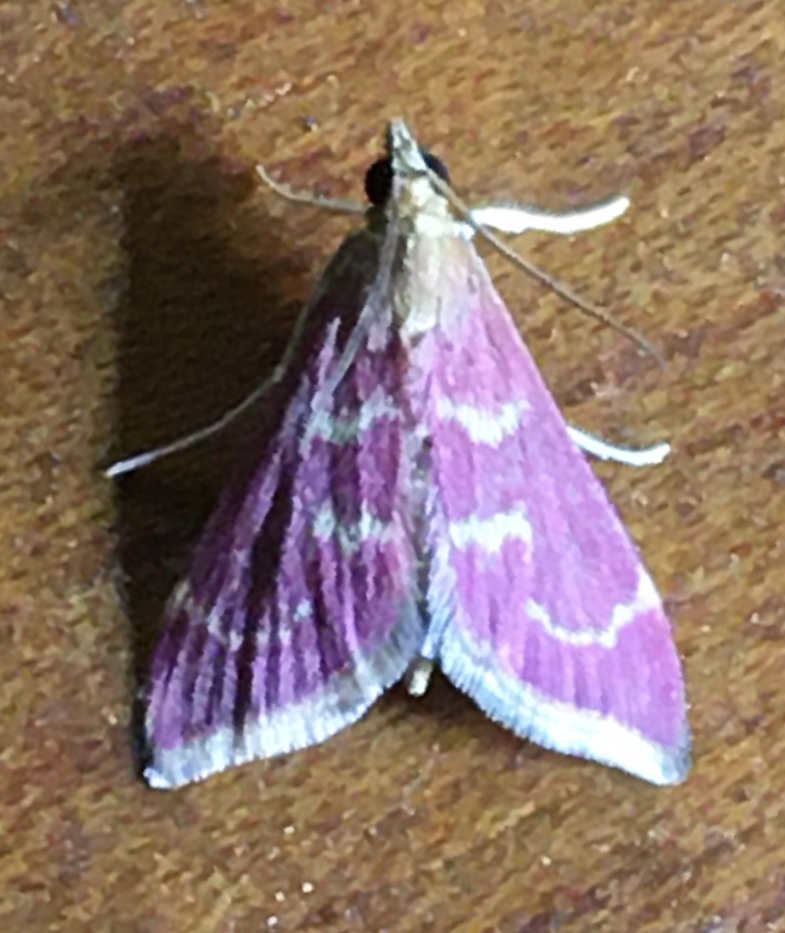 Raspberry Pyrausta Moth from Ruta Nacional 914, La Cruz, Guanacaste, CR ...