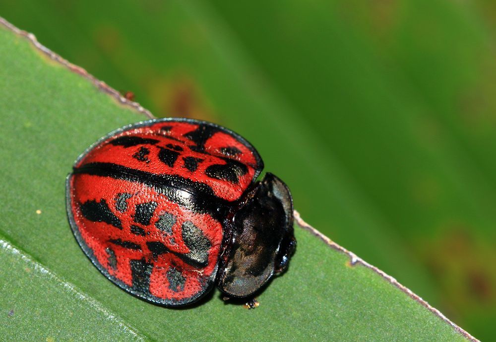 Stolas discoides (Linnaeus, 1758)