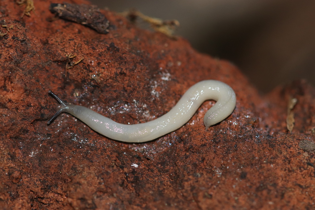 Worm Slug (Gastropods of the United States Pt.5) · iNaturalist