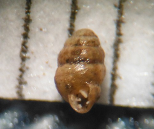 Gould's Whorl Snail (Vertigo gouldii) wildspecies.ca