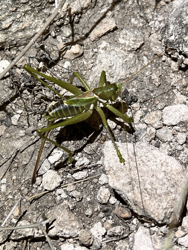 Lesser Arid-land Katydid in November 2025 by Kristie Thompson · iNaturalist