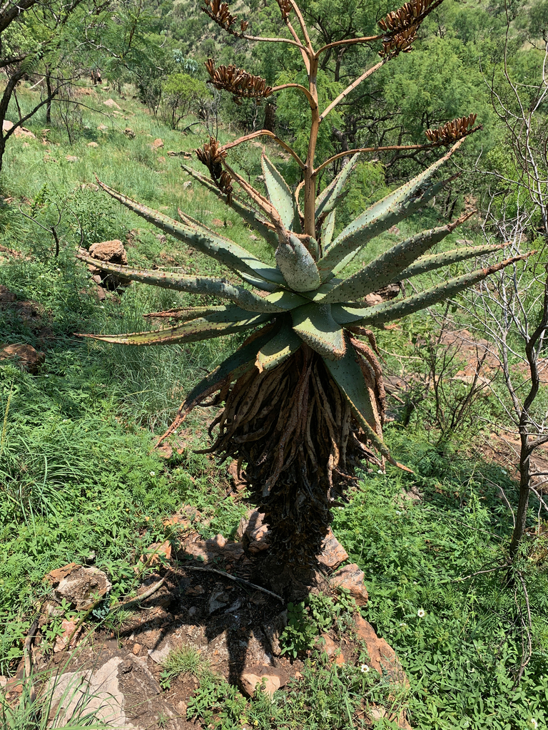 mountain aloe from Hennops trail; Pretoria on January 4, 2020 at 09:15 ...