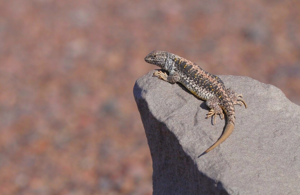 Fox’s lizard in January 2017 by herpetomaps · iNaturalist
