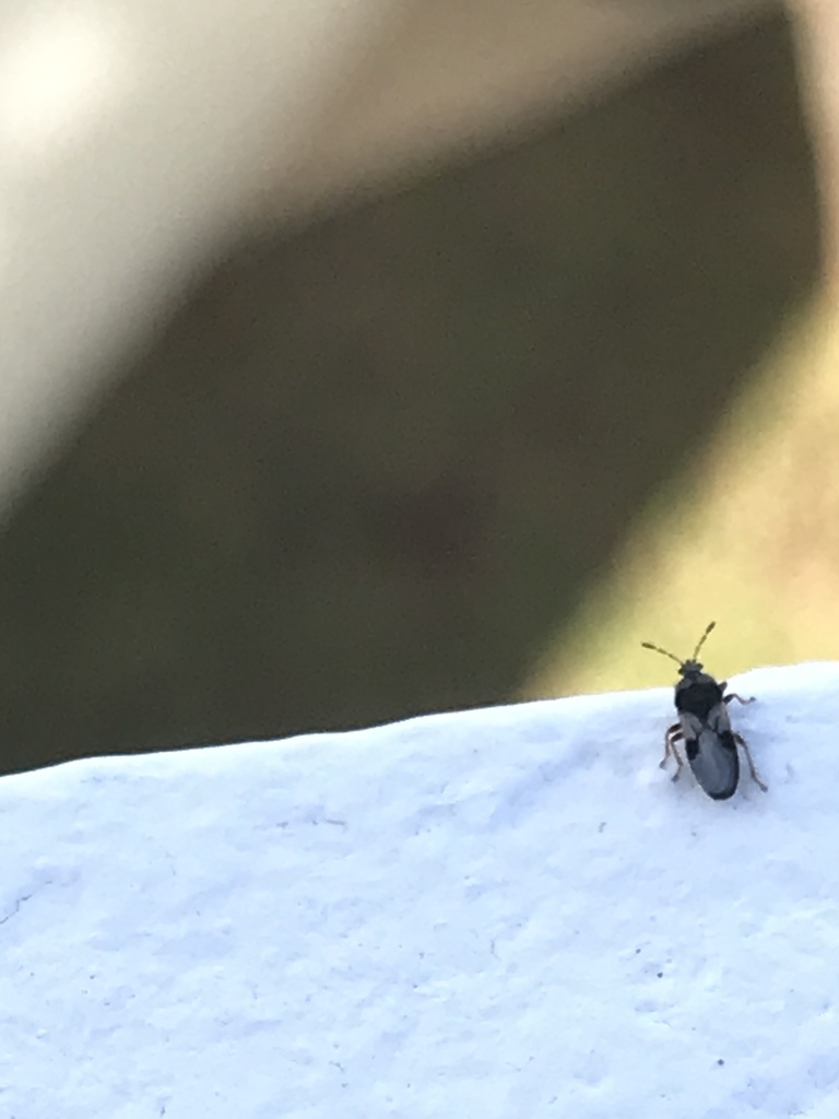 Chinch Bug from Isla Mujeres, Isla Mujeres, QROO, MX on January 4, 2020 ...