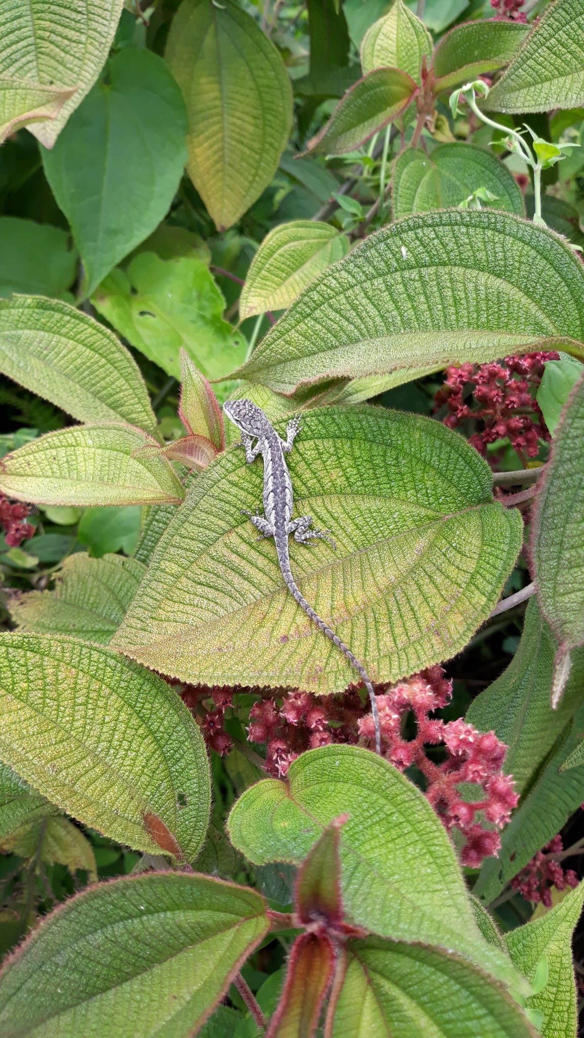 Anisolepis grilli Boulenger, 1891