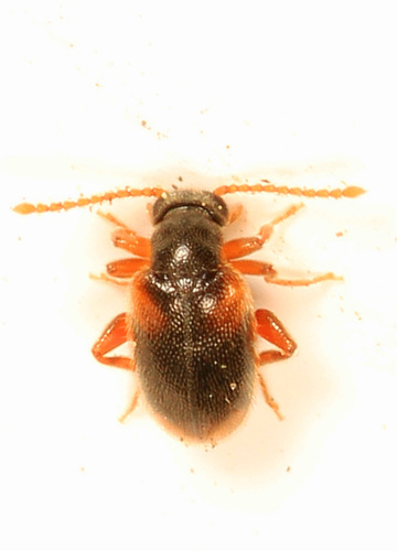 Zonantes fasciatus · iNaturalist United Kingdom