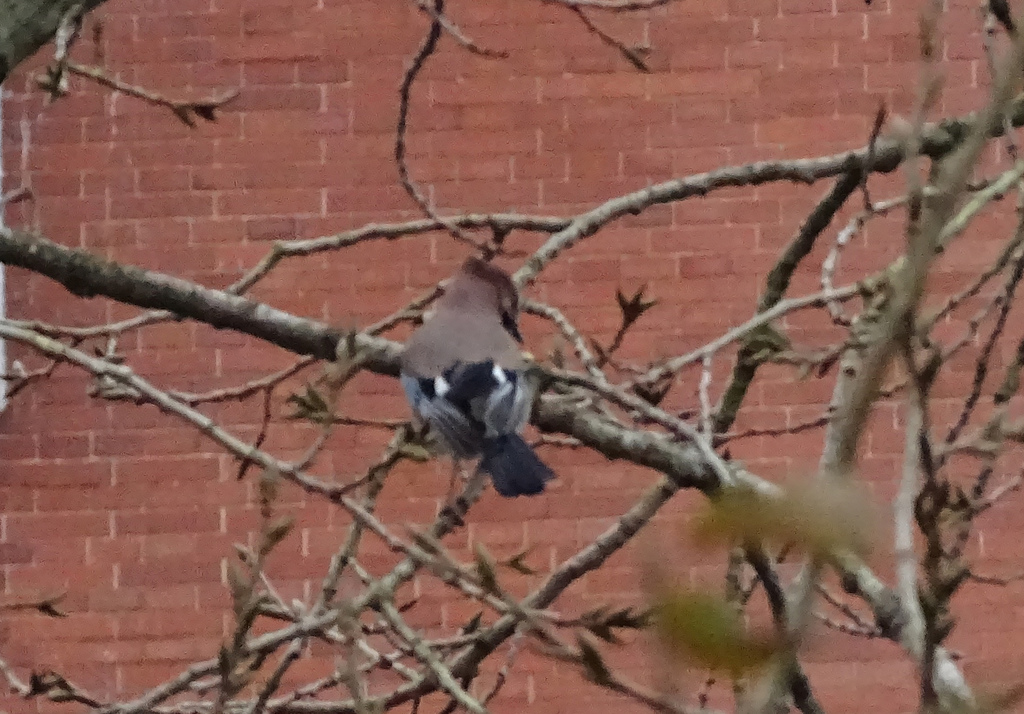Eurasian Jay from Salford, UK on December 05, 2019 at 12:54 PM by A ...