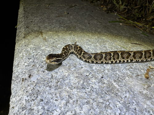 Short-tailed Mamushi (Gloydius brevicauda) - Snakes and Lizards