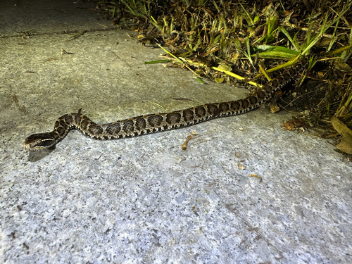 Short-tailed Mamushi (Gloydius brevicauda) - Snakes and Lizards