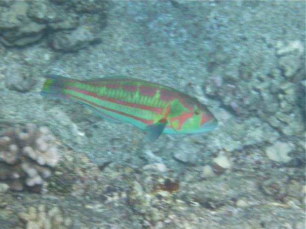 Surge Wrasse (Reef Fish of the Hawaiian Islands) · iNaturalist