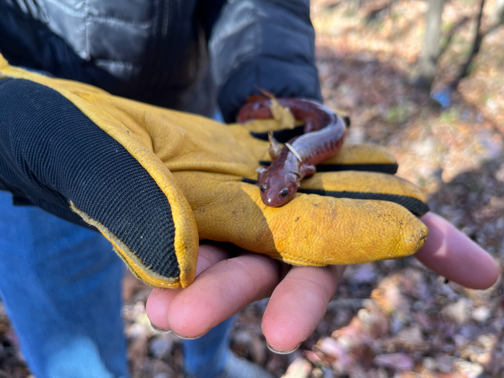 Mud Salamander in November 2025 by Matthew. The mud and my lifer red ...