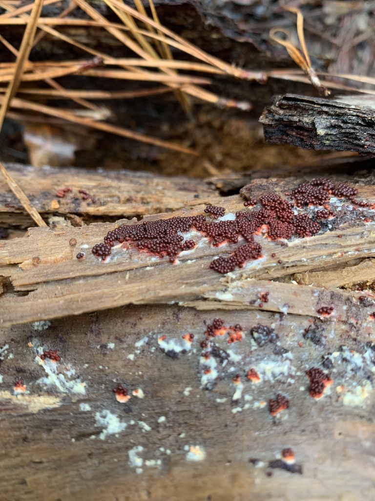 Wasp's Nest Slime Mold from Savannah Hwy, Ravenel, SC, US on January 4 ...