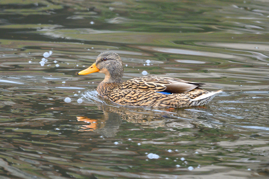 Mallard from Montgomery, Maryland, United States on January 4, 2020 at ...