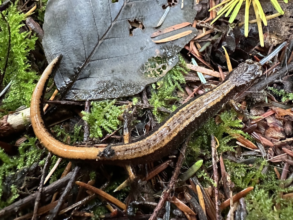 Western Red-backed Salamander from Point Defiance Park, Tacoma, WA, US ...