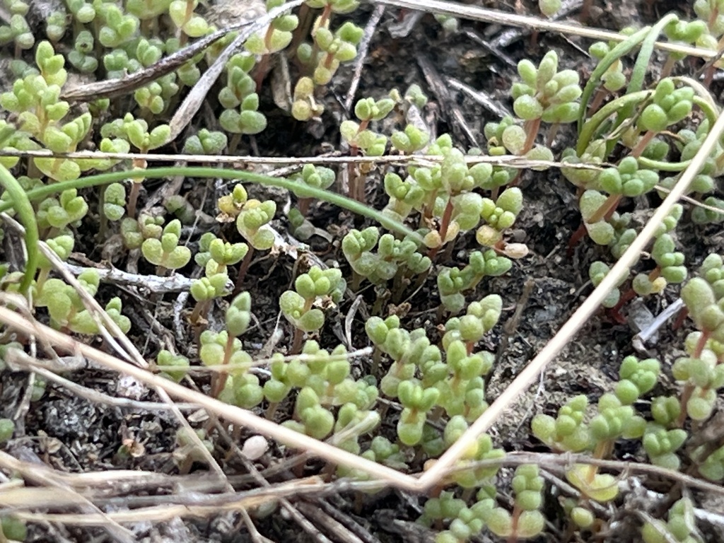 sand pygmyweed from Wasco, CA, US on November 11, 2025 at 10:33 AM by ...