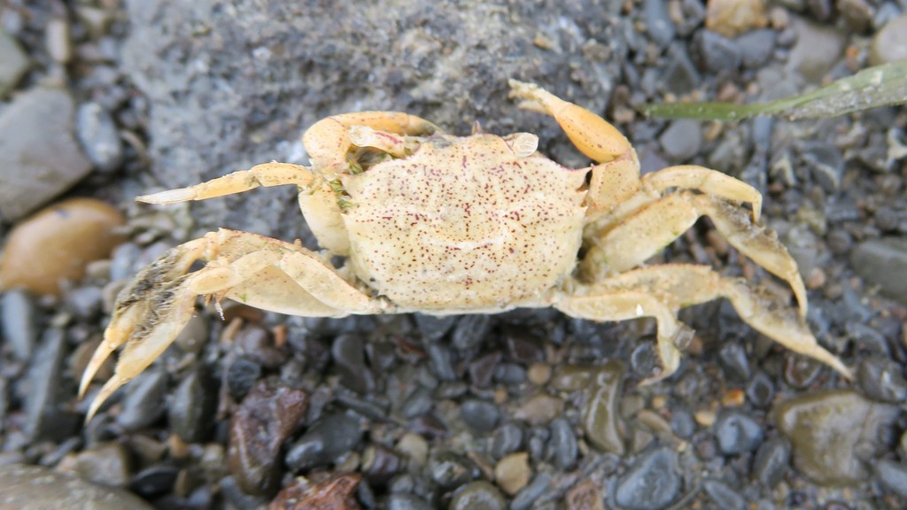 New Zealand sentinel crab from Waikato, New Zealand on January 04, 2020 ...