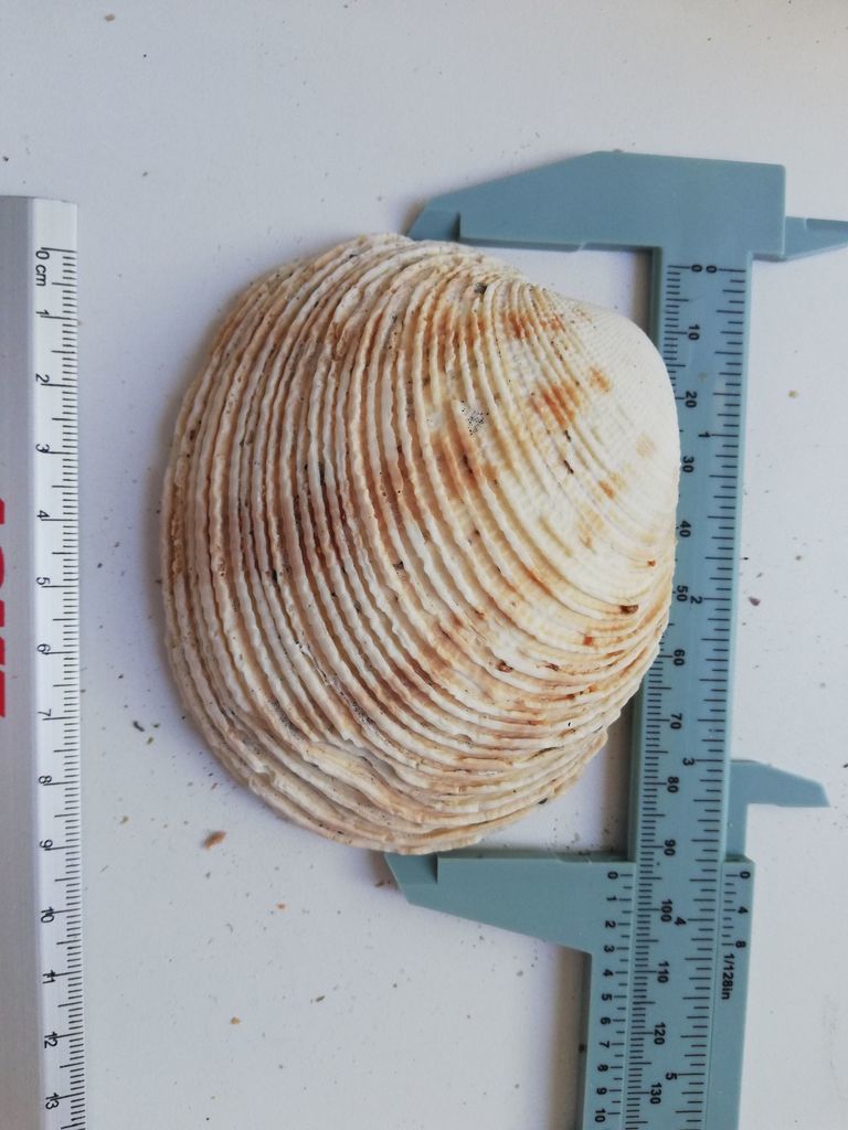 Periglypta multicostata from H, 70987 Crucecita, Oax., México on ...