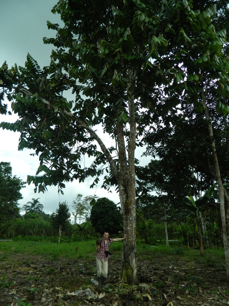 Mocambo tree from Limoncocha, Sucumbios, Ecuador on July 17, 2014 at 12 ...