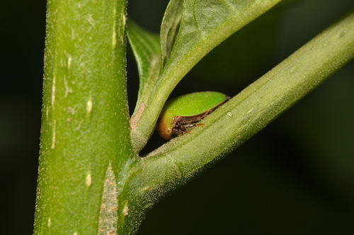 Genus Alobia · iNaturalist