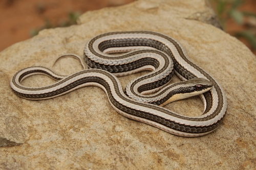 Sand Snakes (Psammophiidae) - Snakes and Lizards