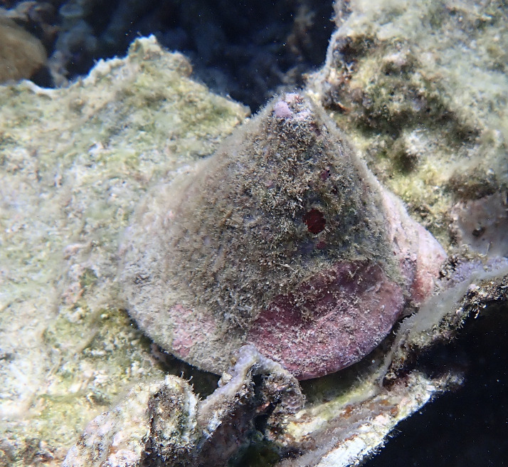 Commercial Top Shell from Ellison Reef, Australia on November 08, 2025 ...