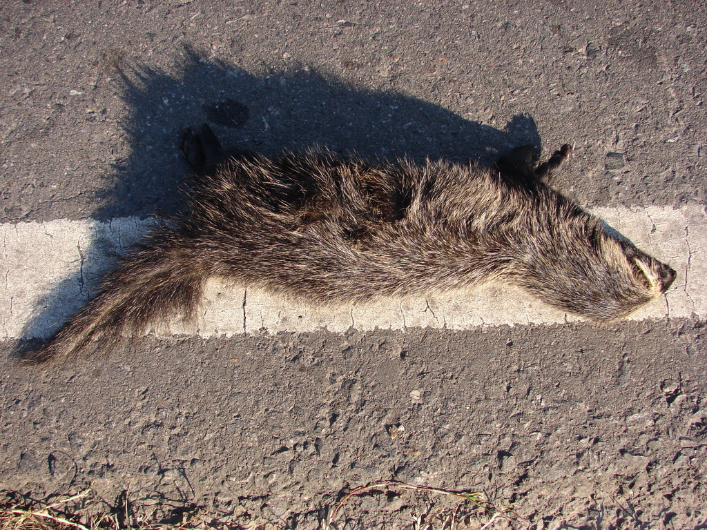 Lesser Grison in June 2007 by Andrés Pautasso · iNaturalist