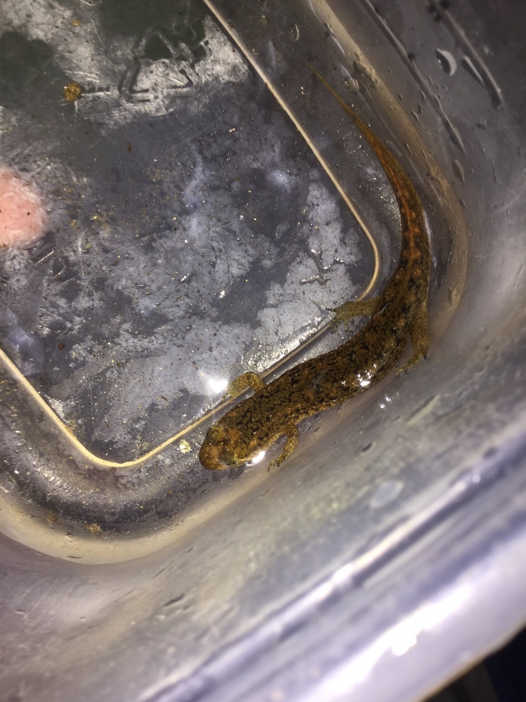 Savannah Dusky Salamander from Moore Cove Falls, NC on August 9, 2016 ...