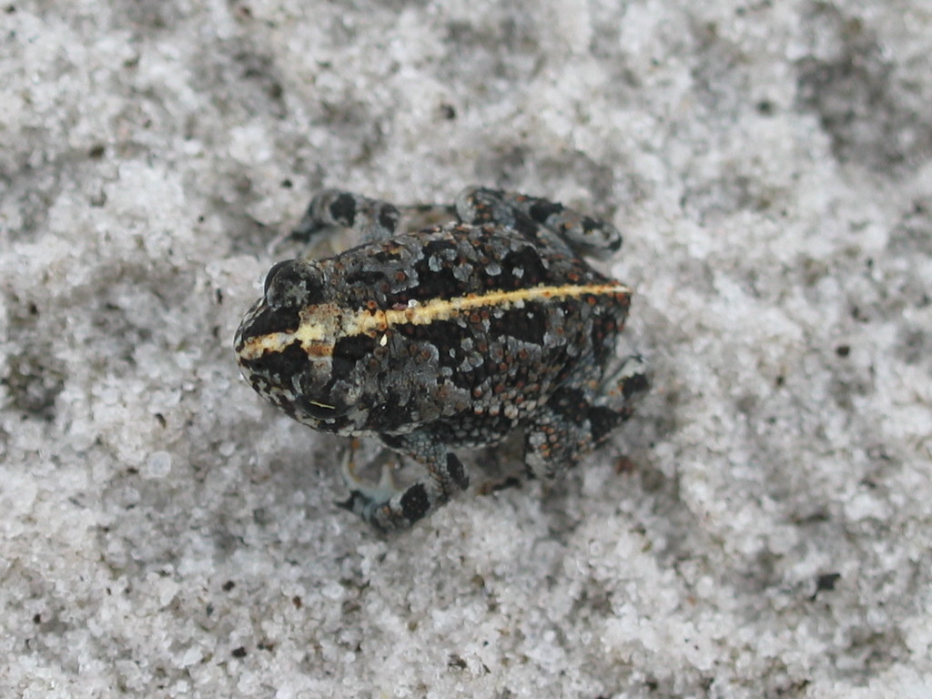 Oak Toad from 20115 AL-135, Gulf Shores, AL 36542, USA on August 29 ...