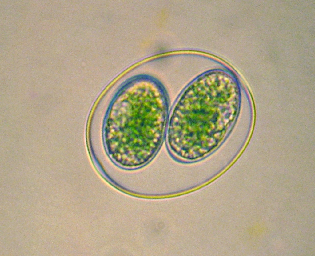 glaucophyte algae (Glaucophyta) - Botanical Realm